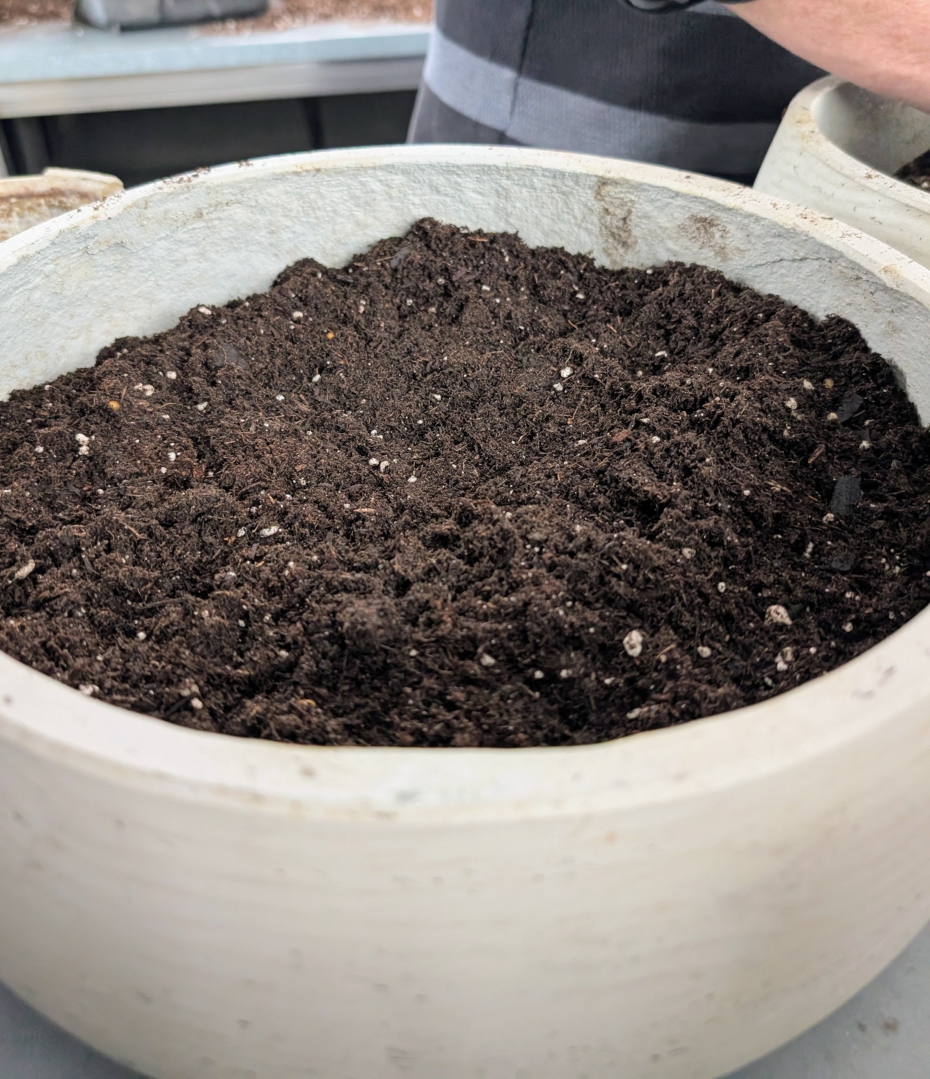 Forcing More Spring-Blooming Bulbs - The Martha Stewart Blog