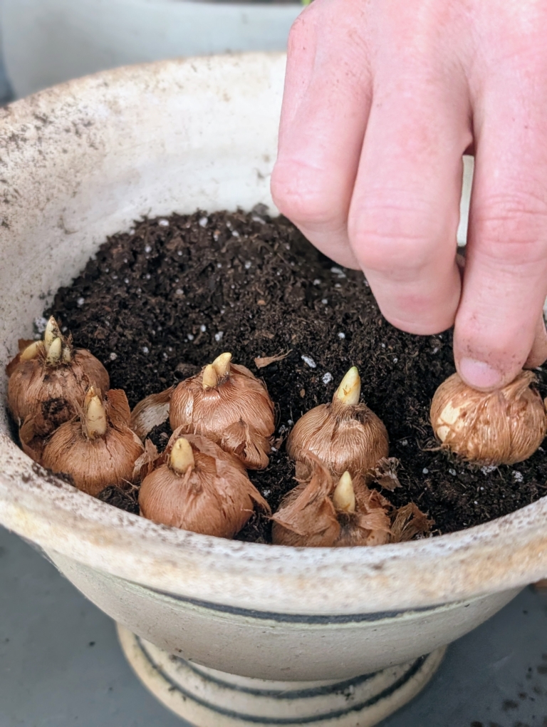 Forcing More Spring-Blooming Bulbs - The Martha Stewart Blog