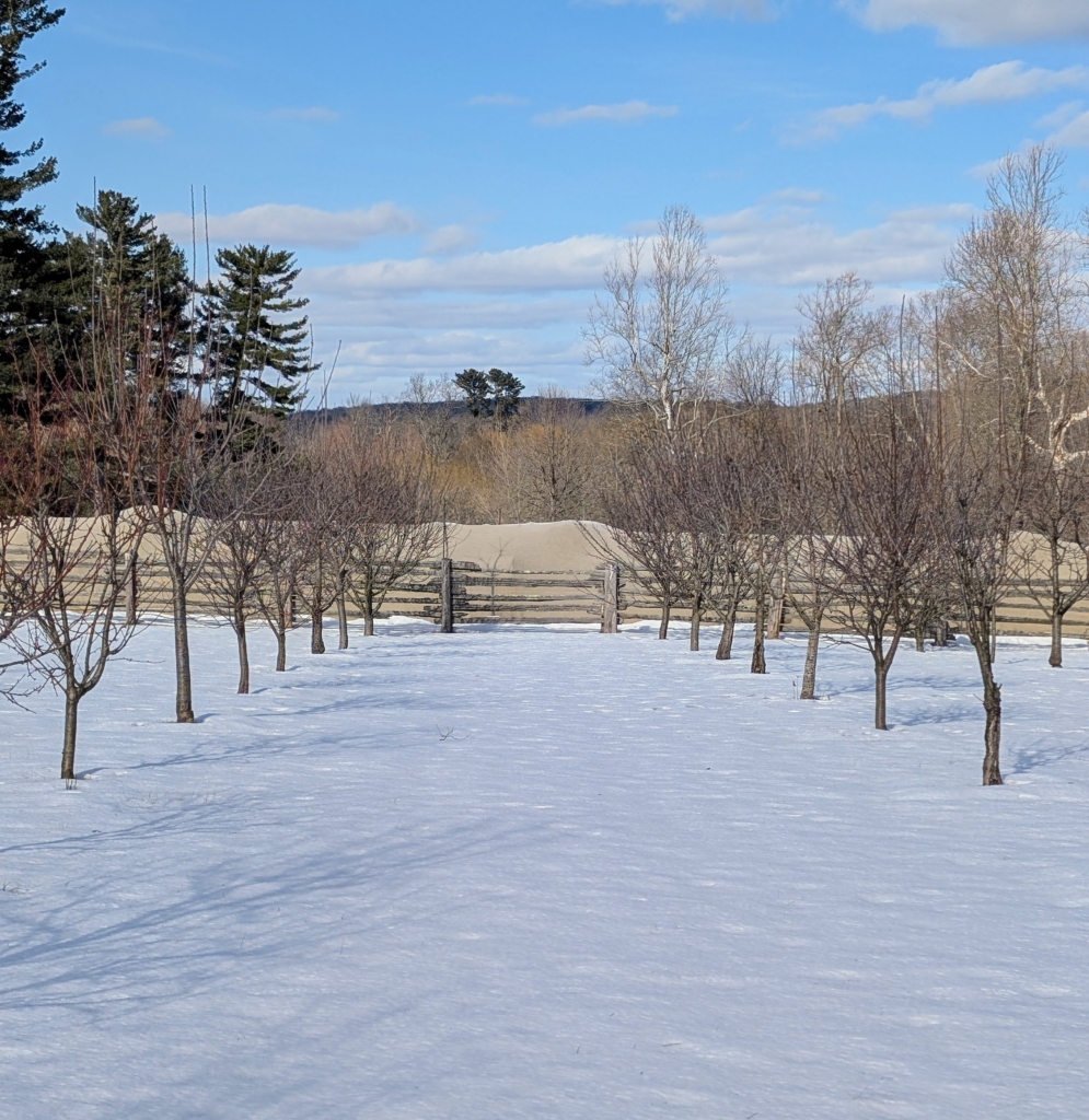 Pruning Orchard - The Martha Stewart Blog