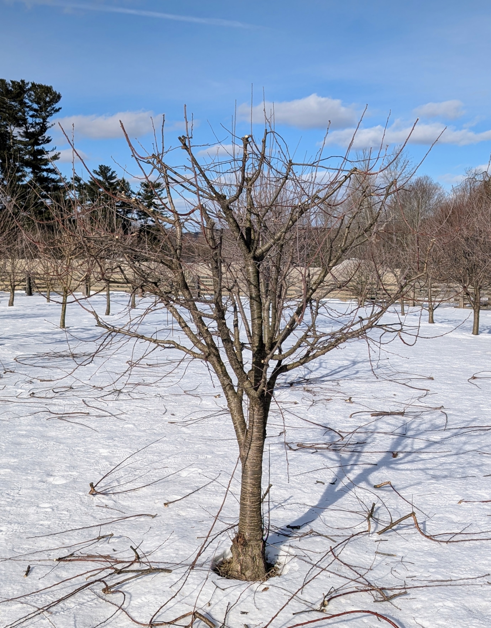 Pruning Orchard - The Martha Stewart Blog