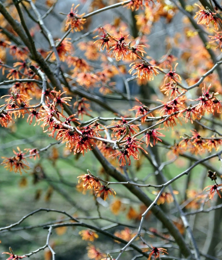 The Witch Hazel is Blooming - The Martha Stewart Blog