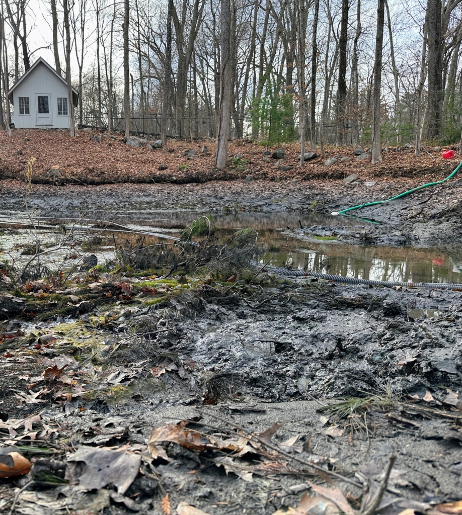Restoring My Pond - The Martha Stewart Blog
