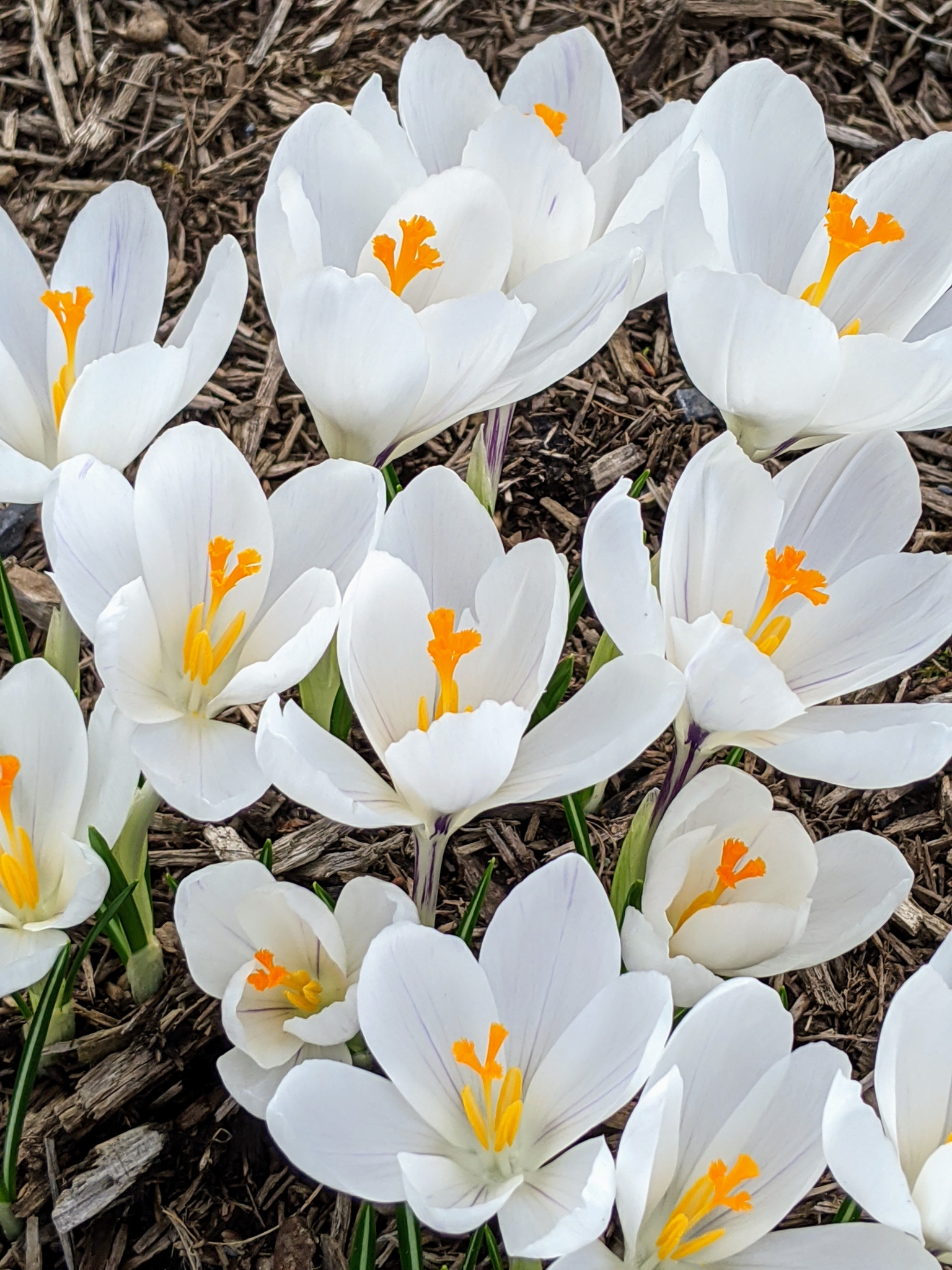 Planting Spring-Blooming Bulbs - The Martha Stewart Blog