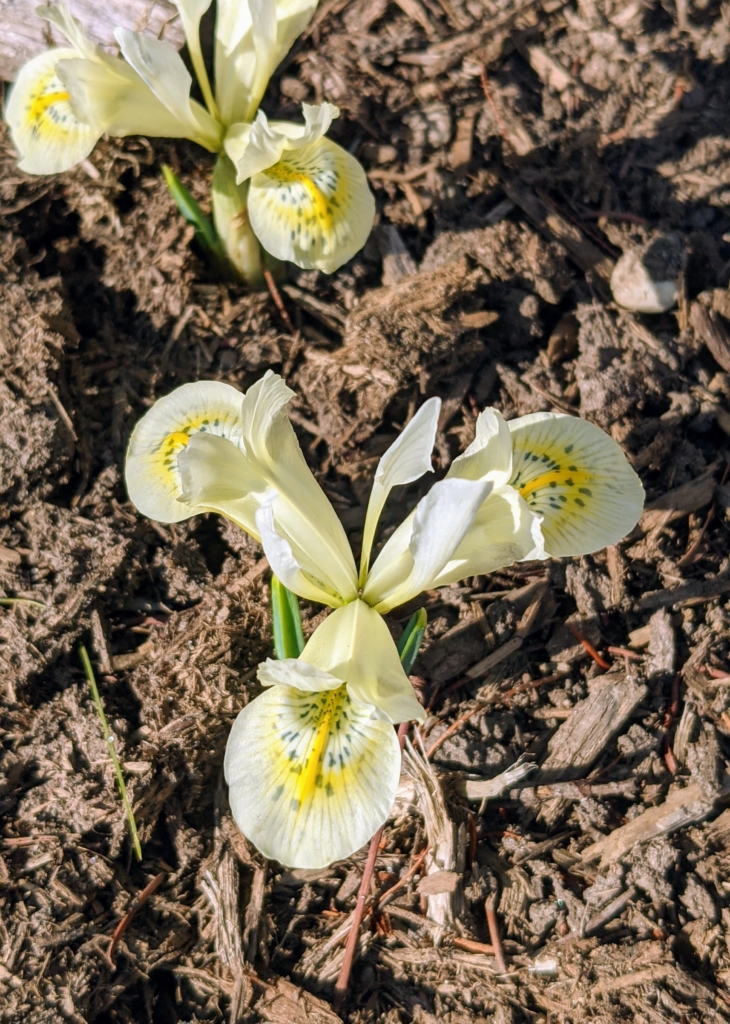 Early Spring Color in the Gardens - The Martha Stewart Blog