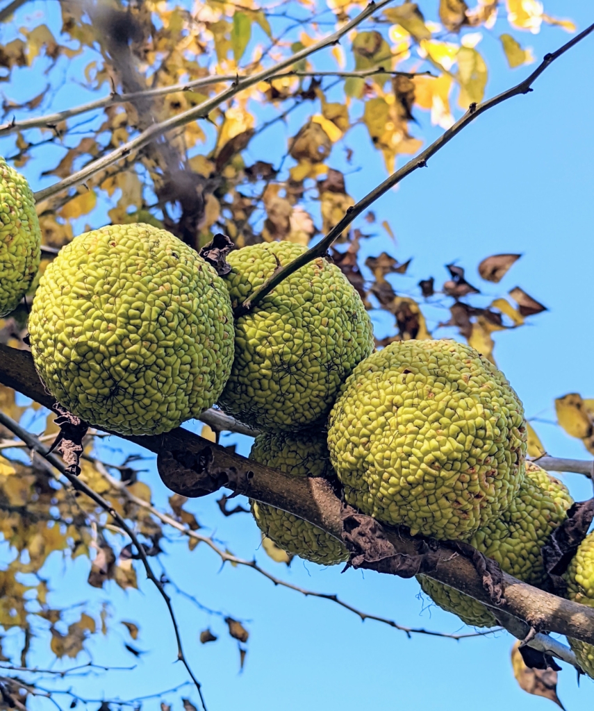 Pruning the Osage Orange Trees - The Martha Stewart Blog