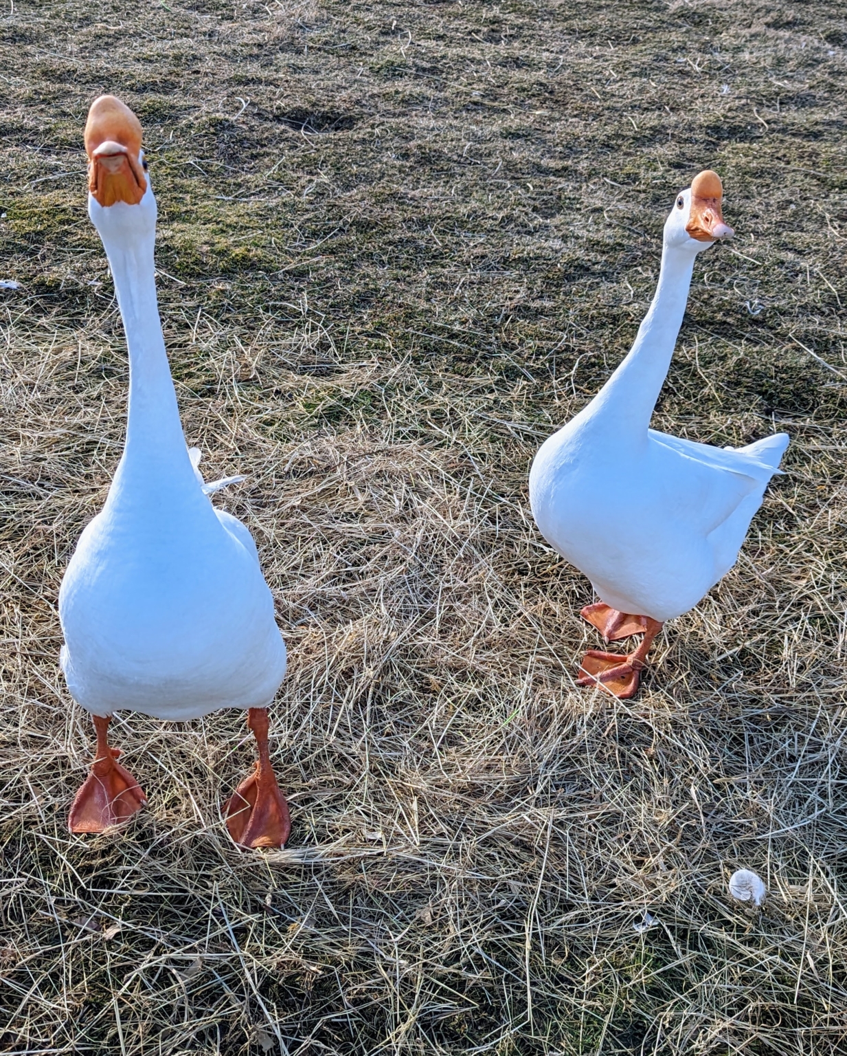Breeding Season for My Geese - The Martha Stewart Blog