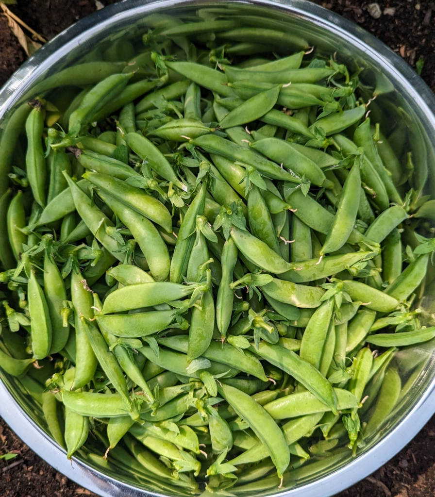 Planting Peas and Fava Beans in My Vegetable Garden - The Martha ...