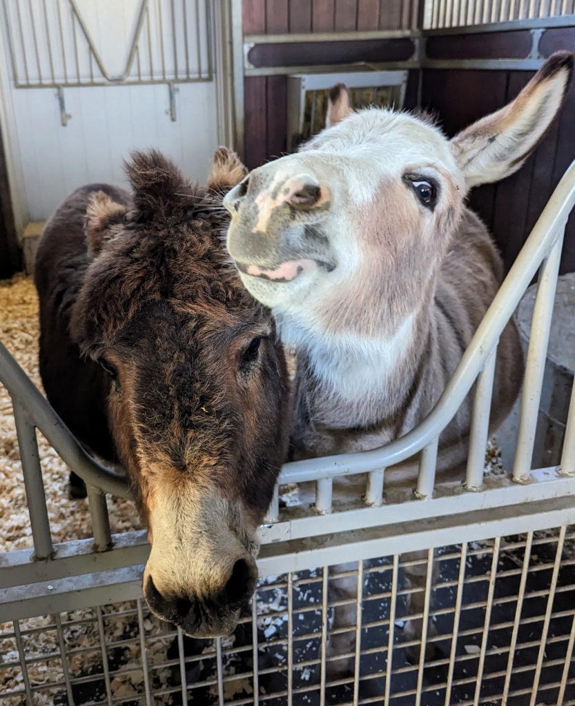 How Are My Donkeys? - The Martha Stewart Blog