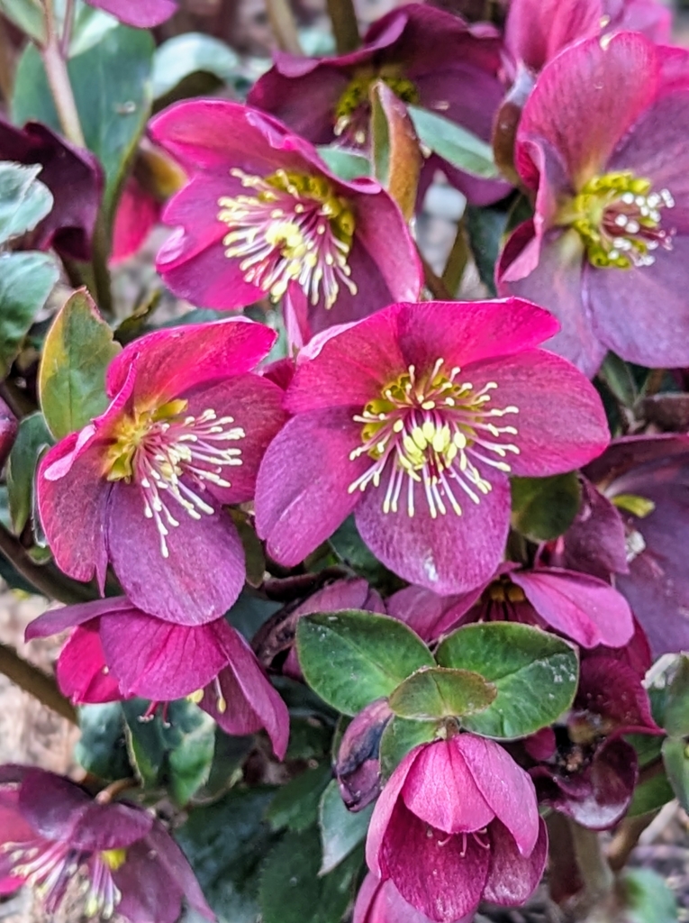 Planting Beautiful Hellebores - The Martha Stewart Blog
