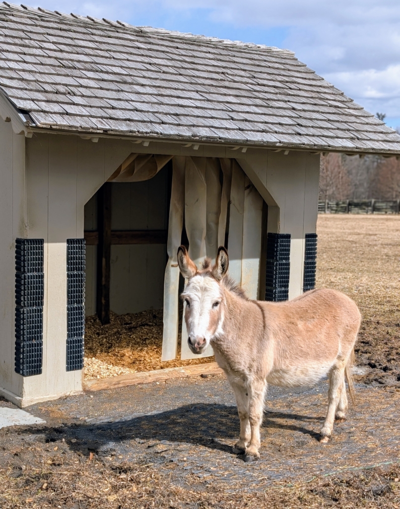 How Are My Donkeys? - The Martha Stewart Blog