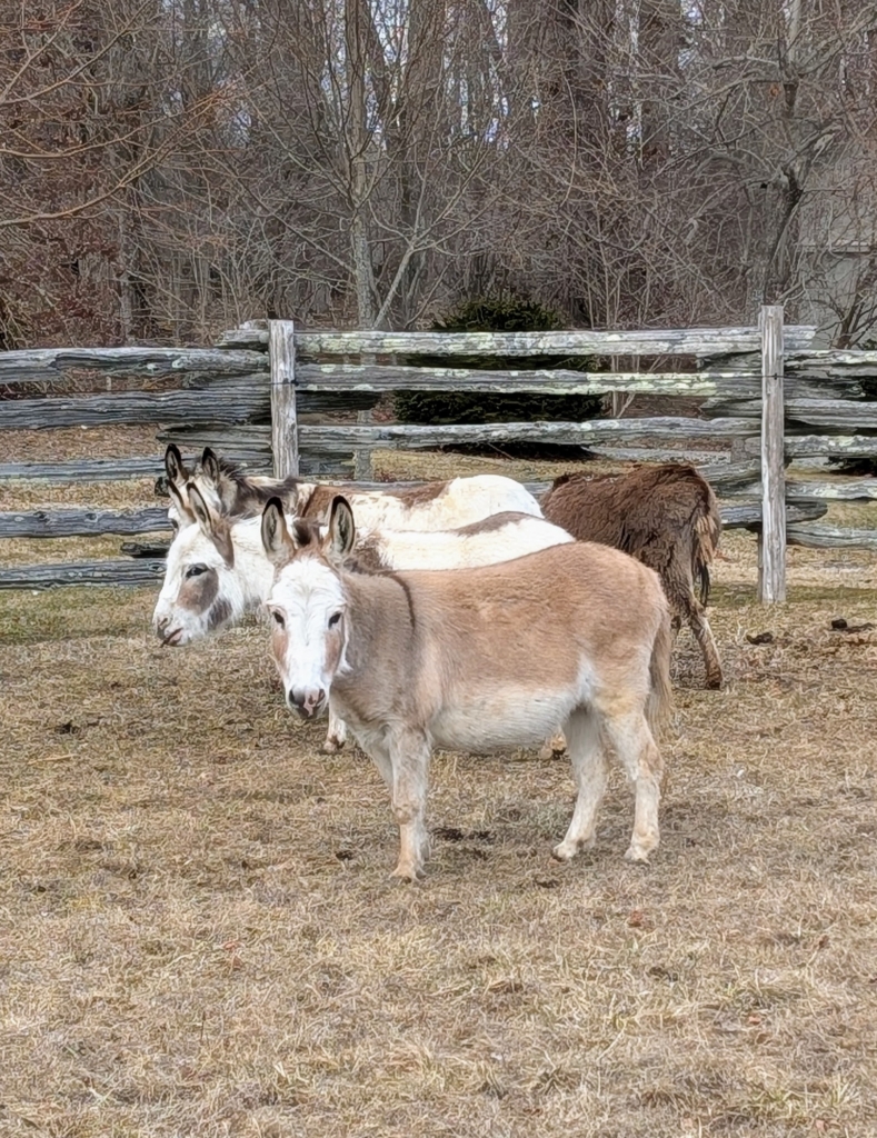 How Are My Donkeys? - The Martha Stewart Blog