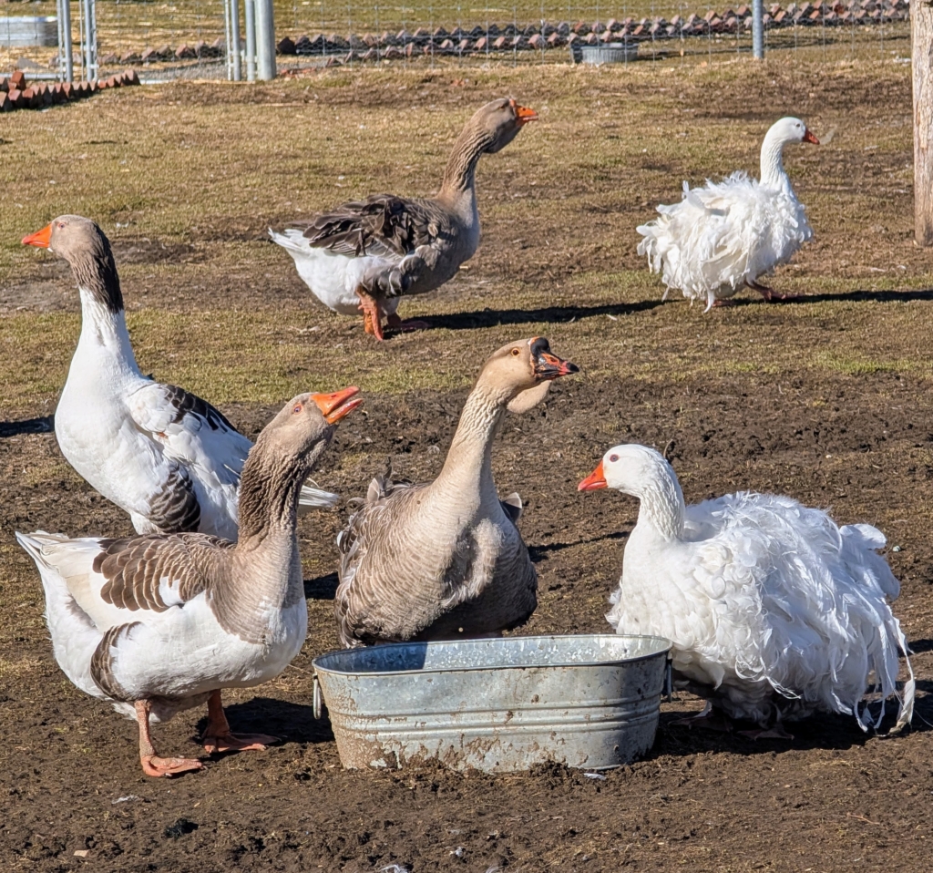 Breeding Season for My Geese - The Martha Stewart Blog