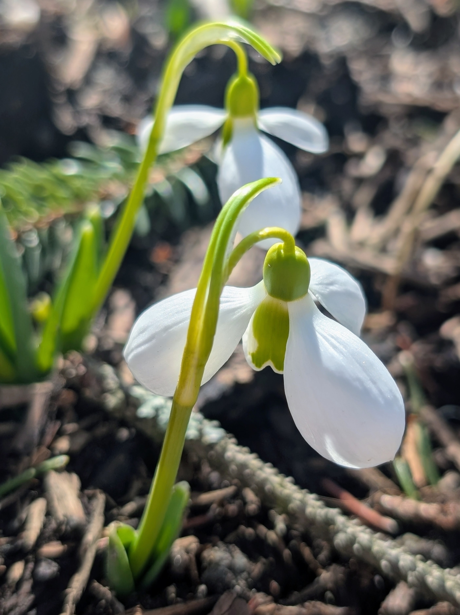 The Martha Stewart Blog : Blog Archive Galanthus Around My Farm - The ...