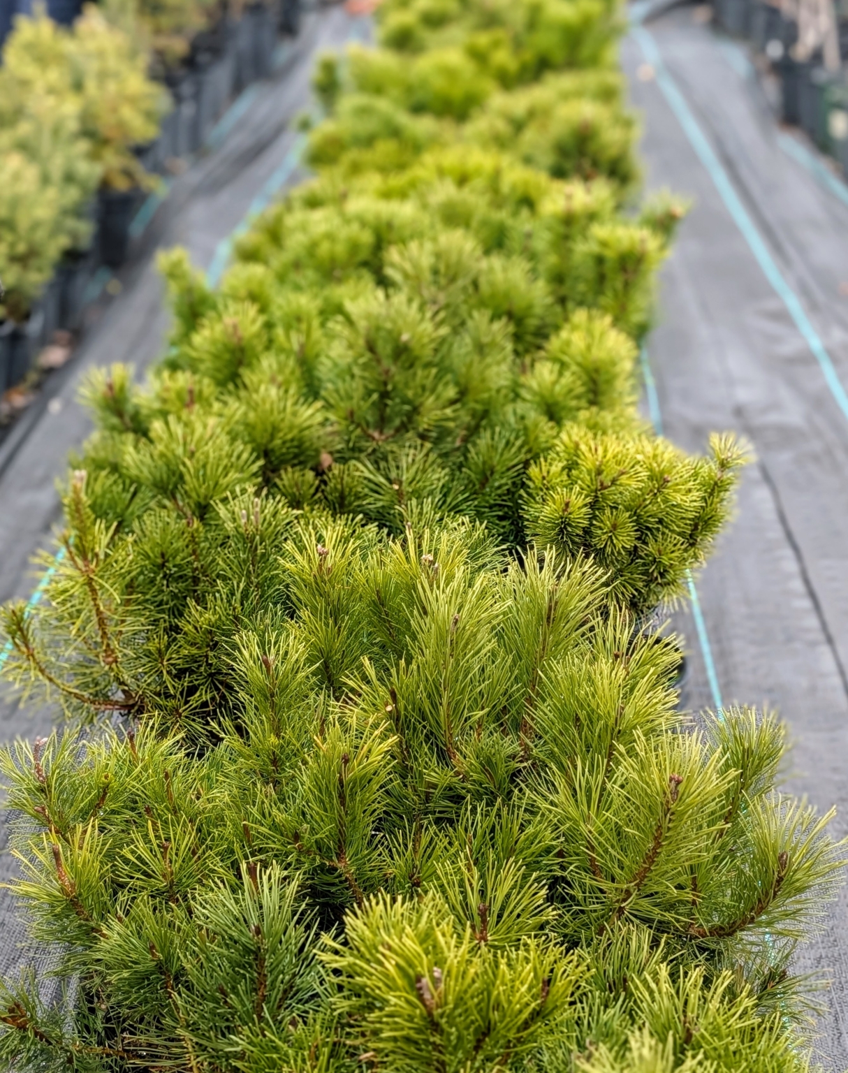Planting a Border Around My Pinetum - The Martha Stewart Blog