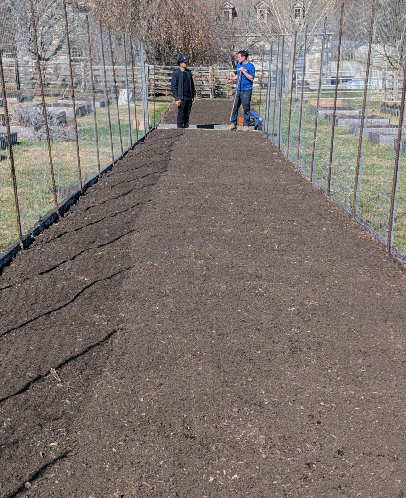 Planting Peas and Fava Beans in My Vegetable Garden - The Martha ...