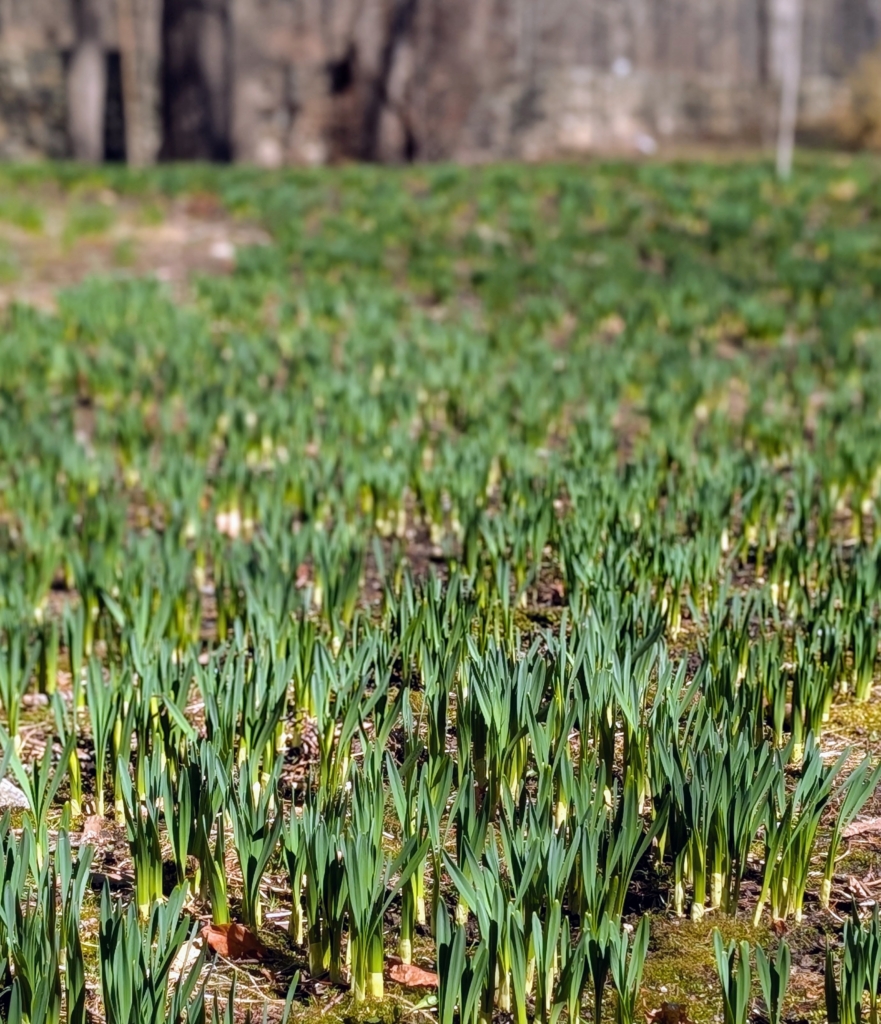 Early Spring Color in the Gardens - The Martha Stewart Blog