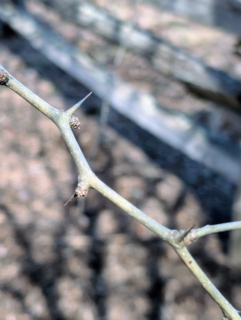 Pruning the Osage Orange Trees - The Martha Stewart Blog
