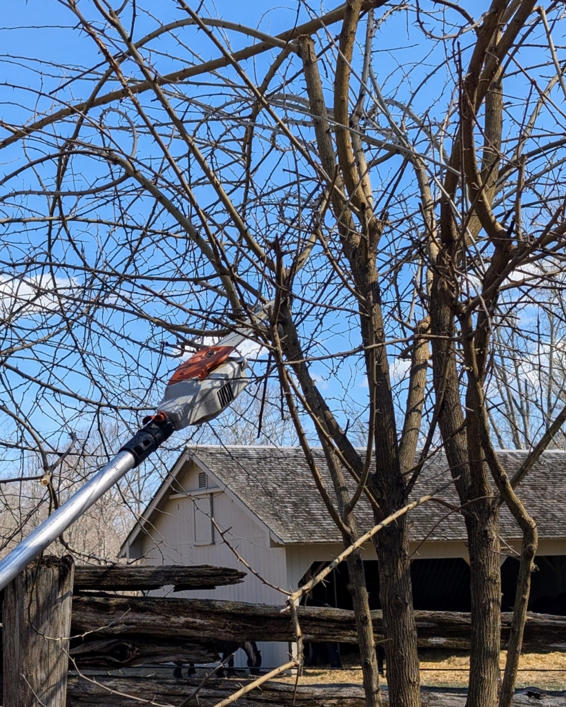 Pruning the Osage Orange Trees - The Martha Stewart Blog