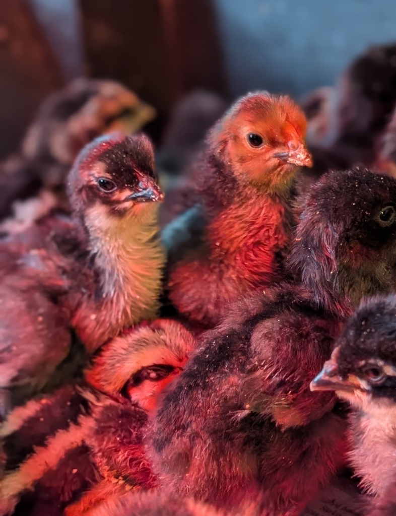 Incubating and Hatching Chicks - The Martha Stewart Blog