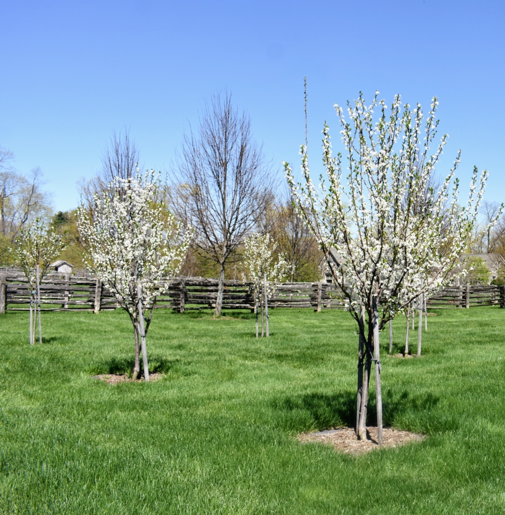Spring Trees Around My Farm - The Martha Stewart Blog