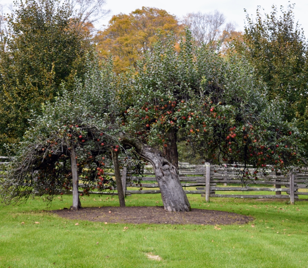 Supporting Old Apple Trees - The Martha Stewart Blog