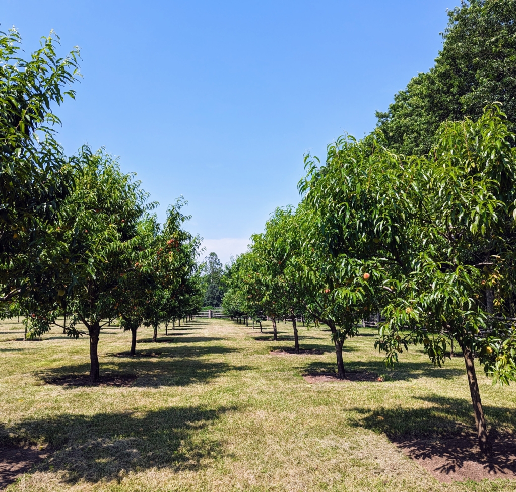 Planting Fruit Trees in My Orchard - The Martha Stewart Blog