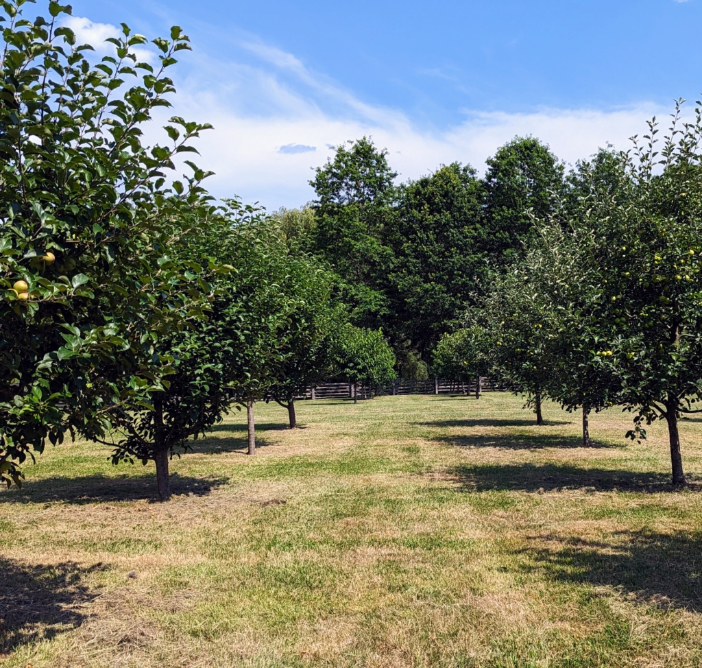 Supporting Old Apple Trees - The Martha Stewart Blog