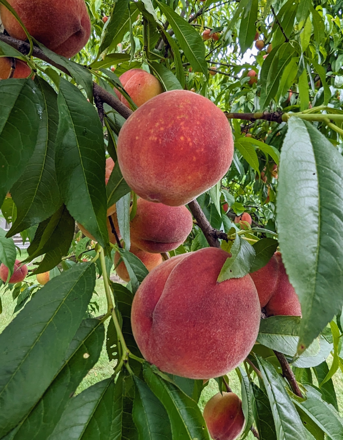 Planting Fruit Trees in My Orchard - The Martha Stewart Blog