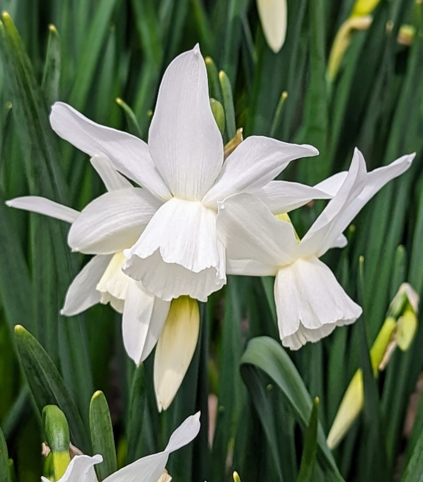 My Daffodils - The Martha Stewart Blog