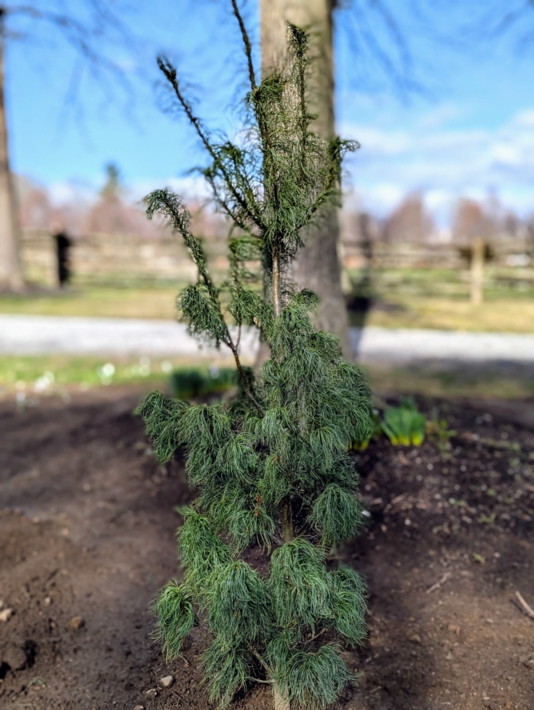 Adding Evergreens to My Pinetum - The Martha Stewart Blog