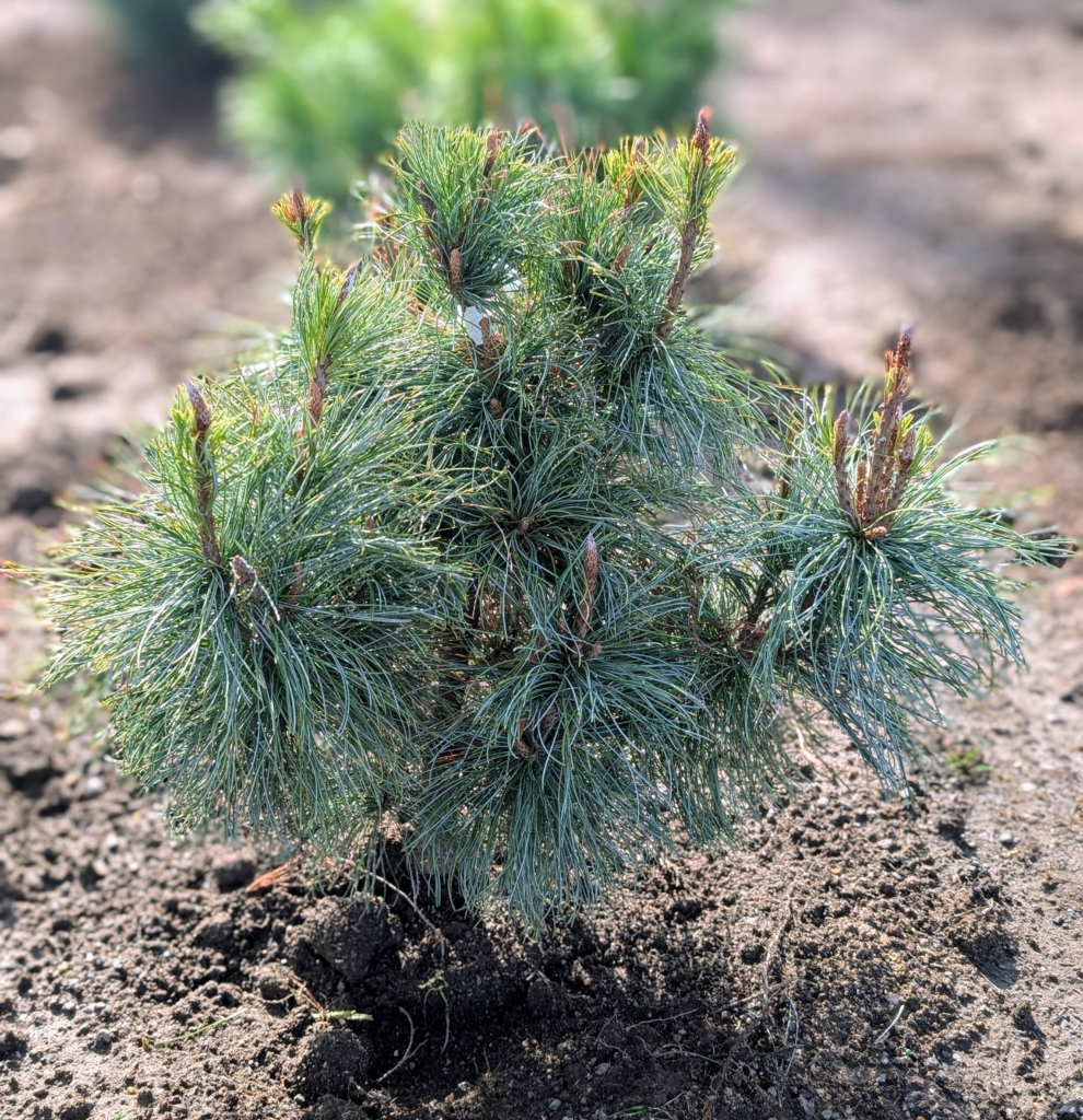 Adding Evergreens to My Pinetum - The Martha Stewart Blog