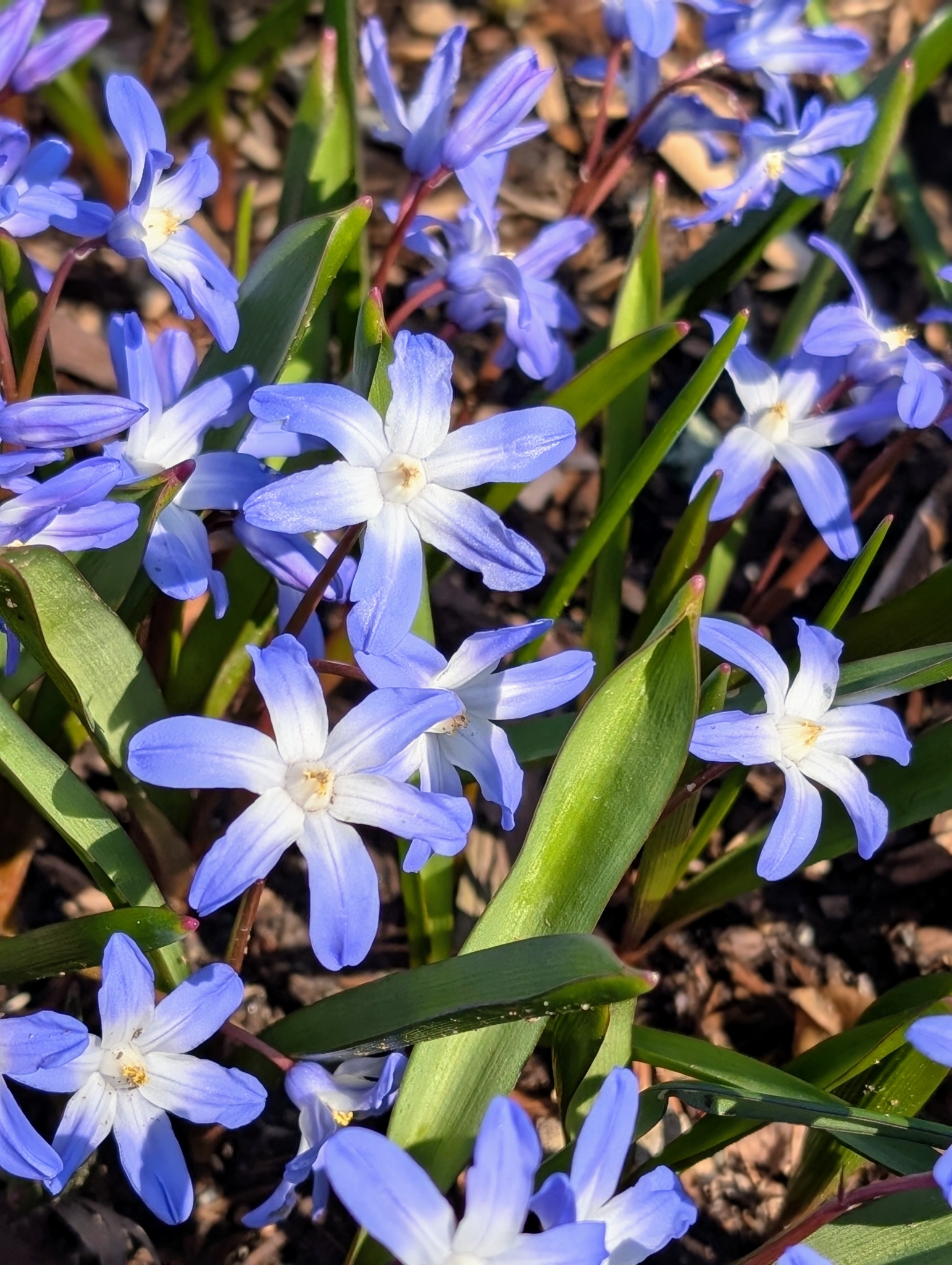 Naturalizing Spring Blooms - The Martha Stewart Blog