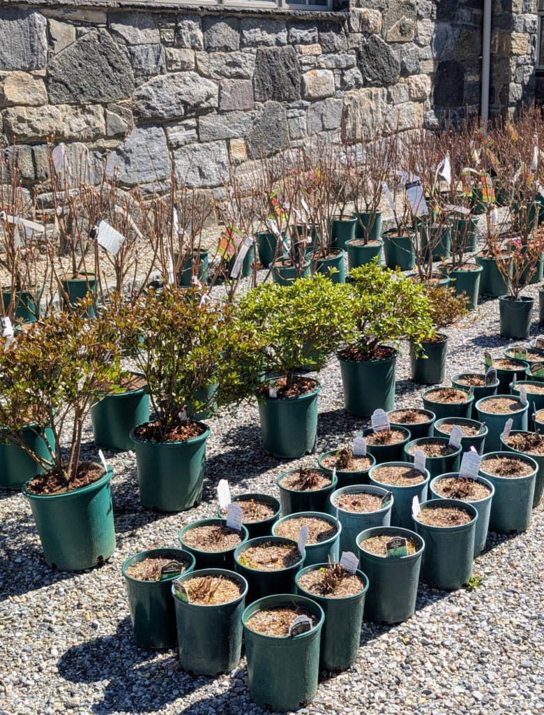 Planting Azaleas - The Martha Stewart Blog