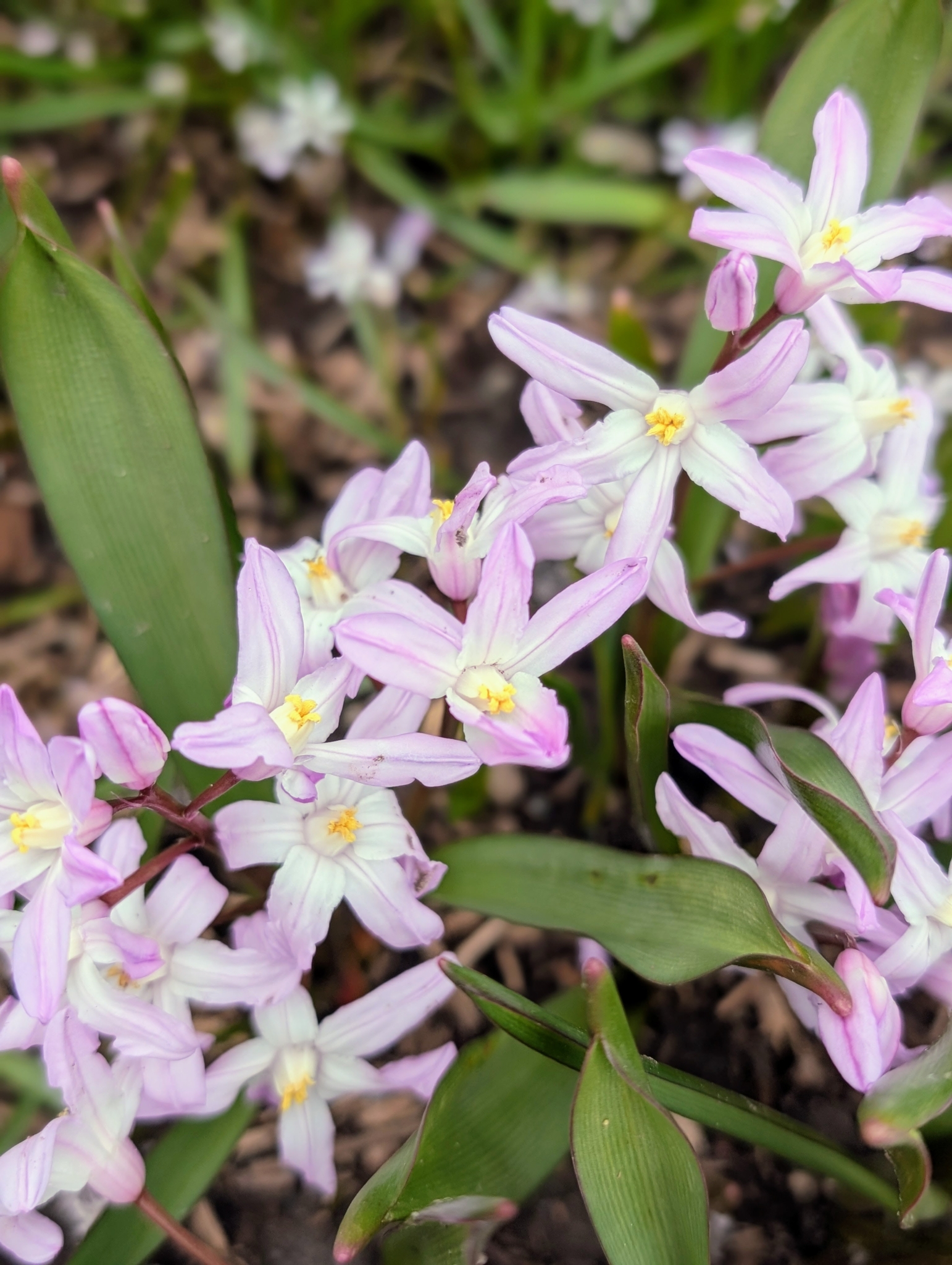 Naturalizing Spring Blooms - The Martha Stewart Blog
