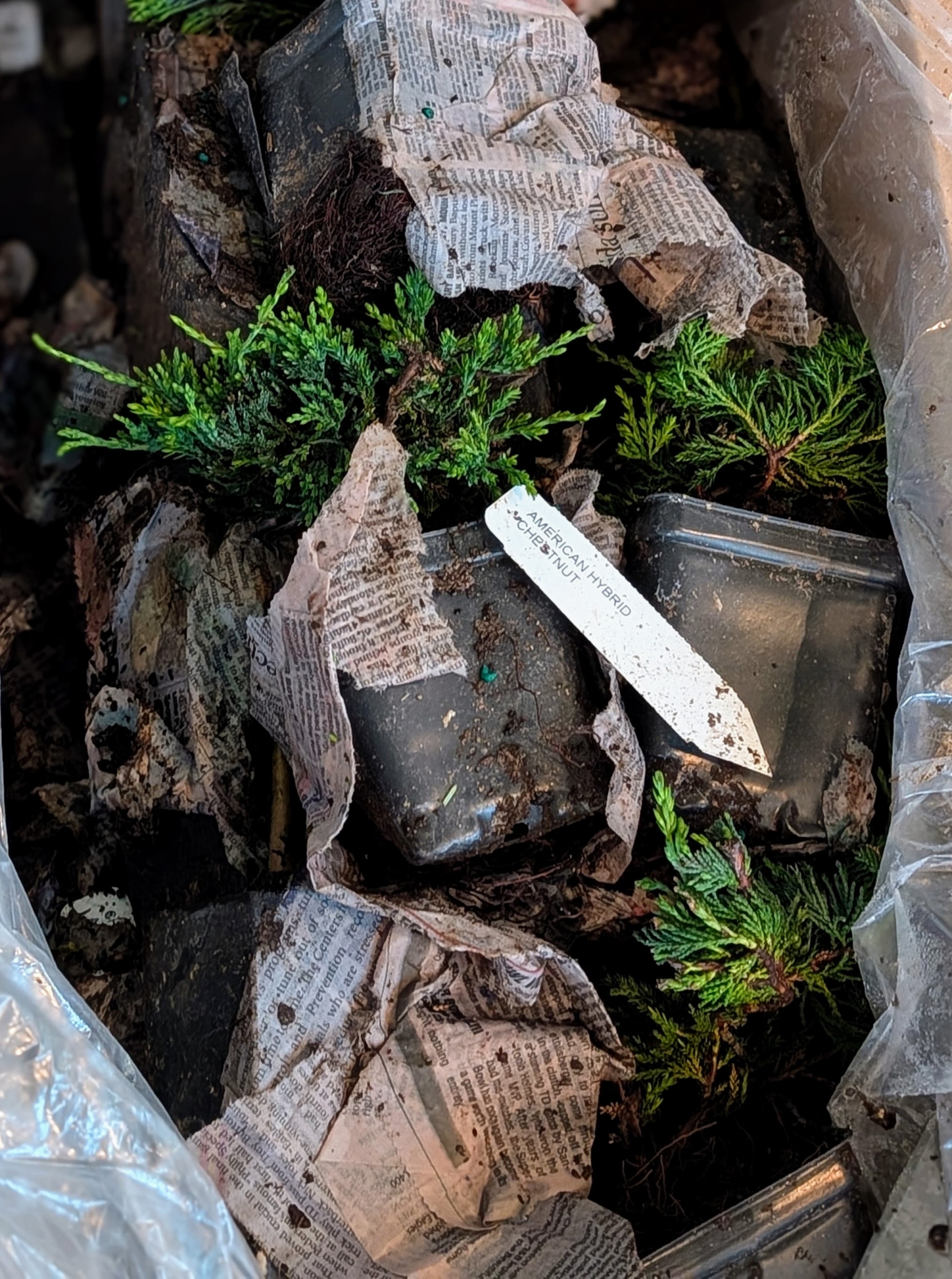 Potting Bare-Root Cuttings - The Martha Stewart Blog