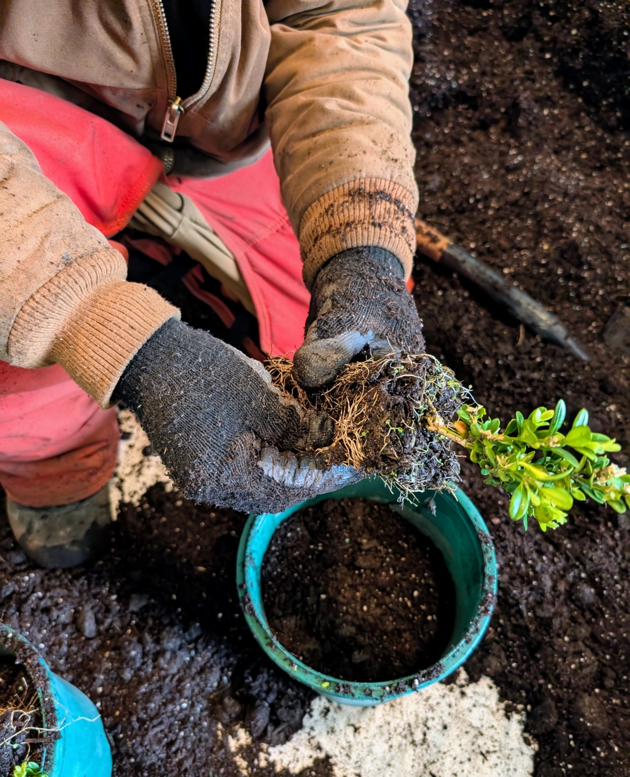 Potting Bare-Root Cuttings - The Martha Stewart Blog