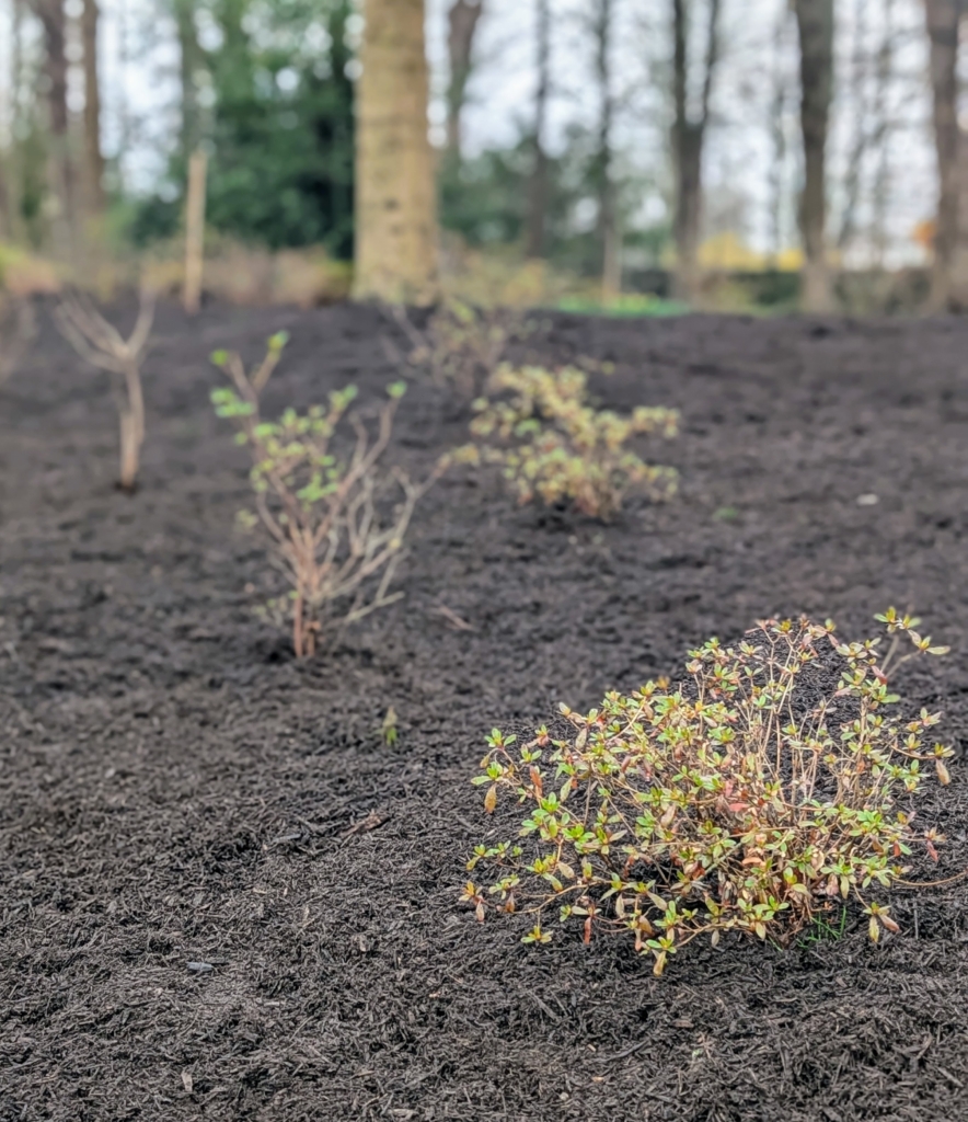 Planting Azaleas - The Martha Stewart Blog