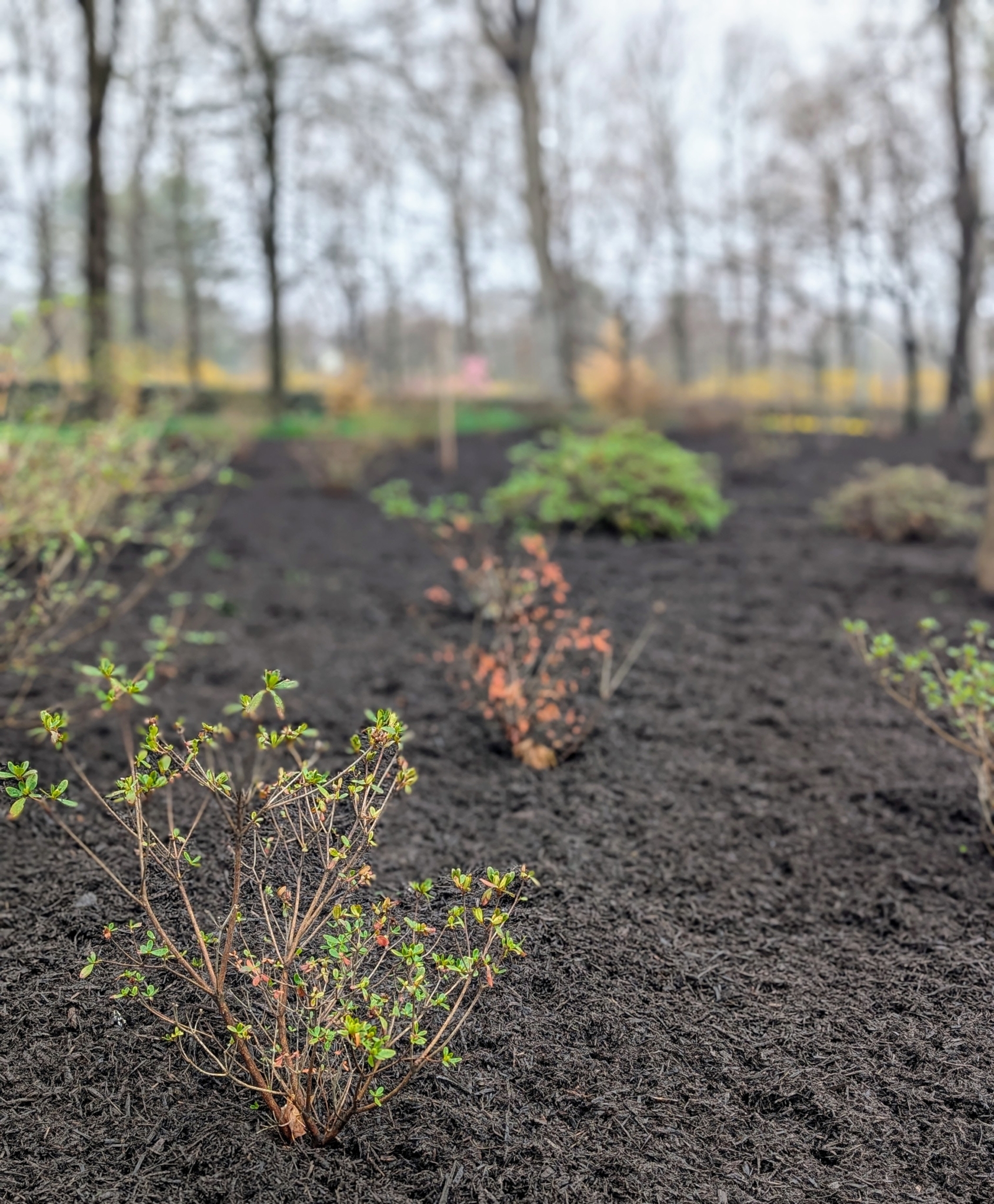 Planting Azaleas - The Martha Stewart Blog