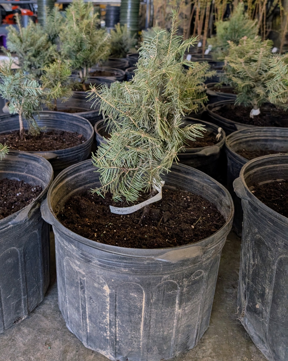 Potting Bare-Root Cuttings - The Martha Stewart Blog