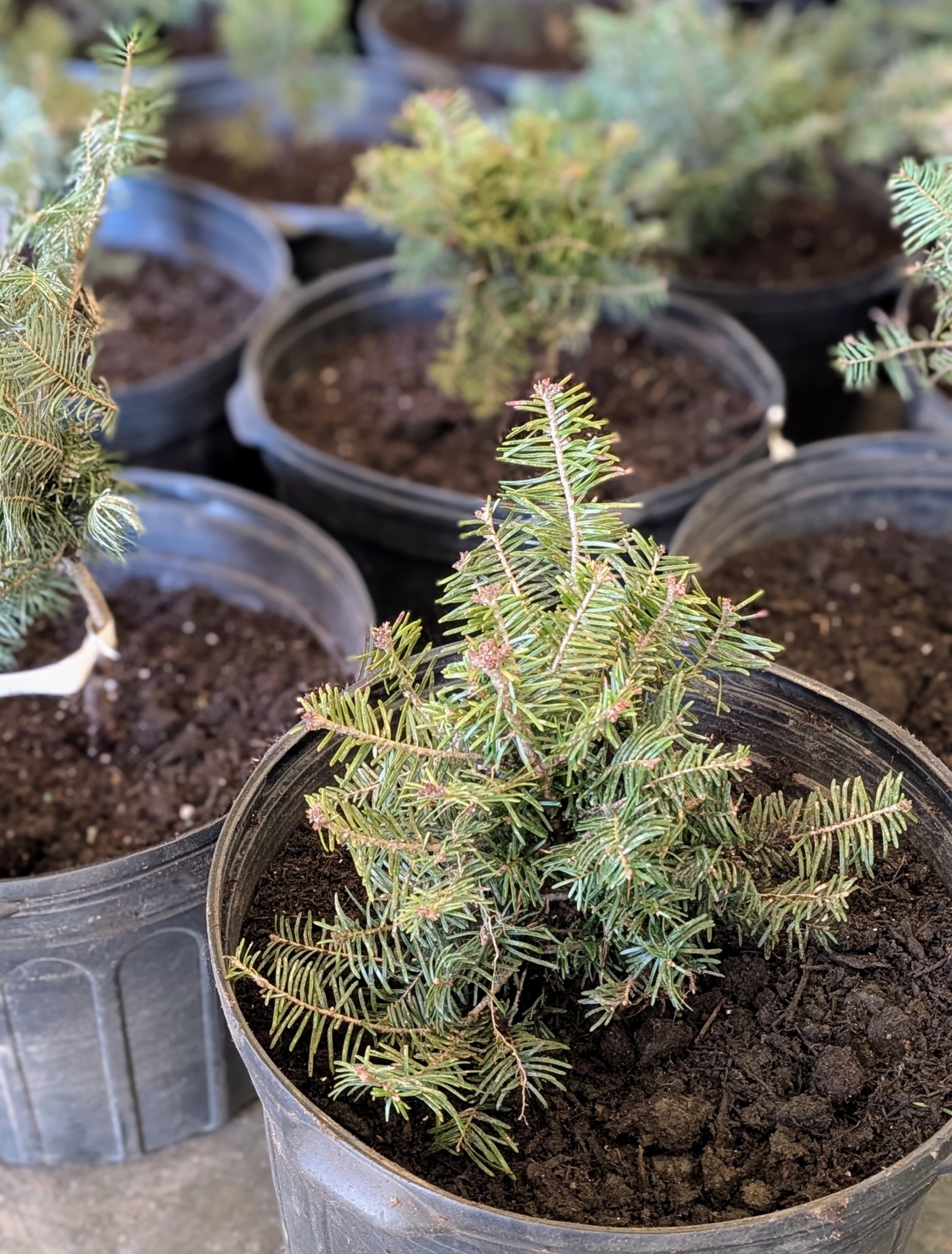 The Martha Stewart Blog : Blog Archive Potting Bare-Root Cuttings - The ...