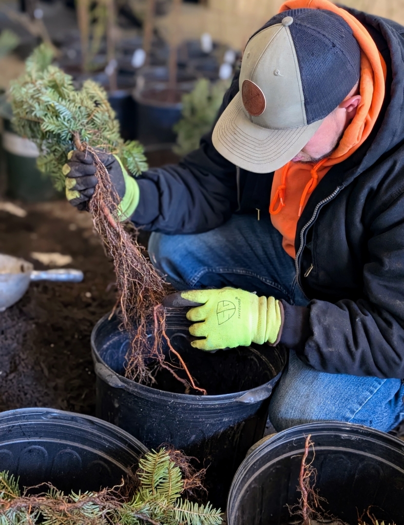 Potting Bare-Root Cuttings - The Martha Stewart Blog