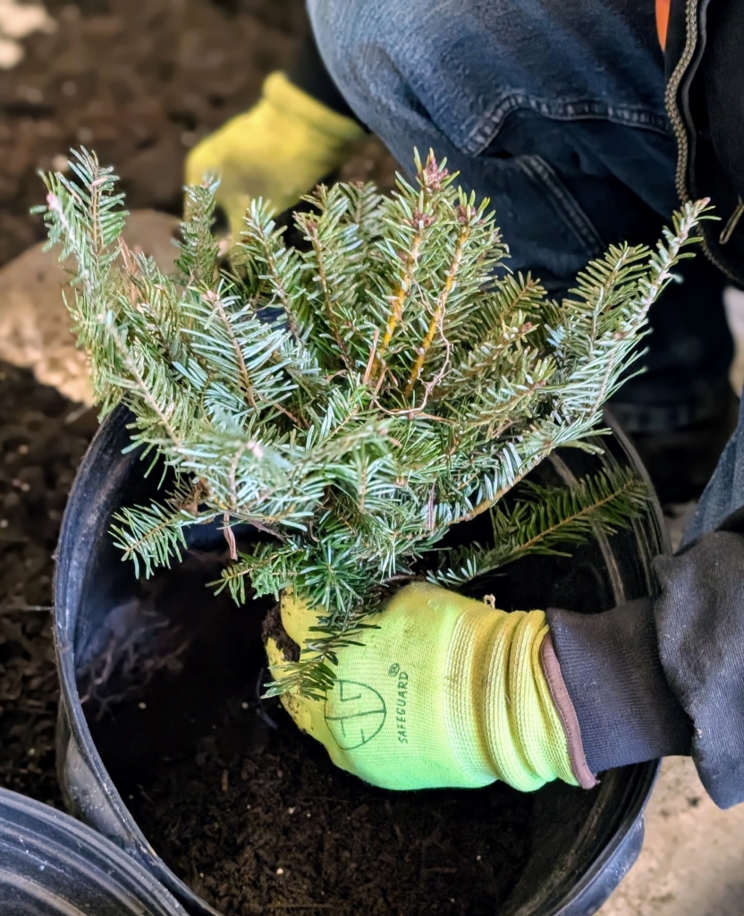 Potting Bare-Root Cuttings - The Martha Stewart Blog