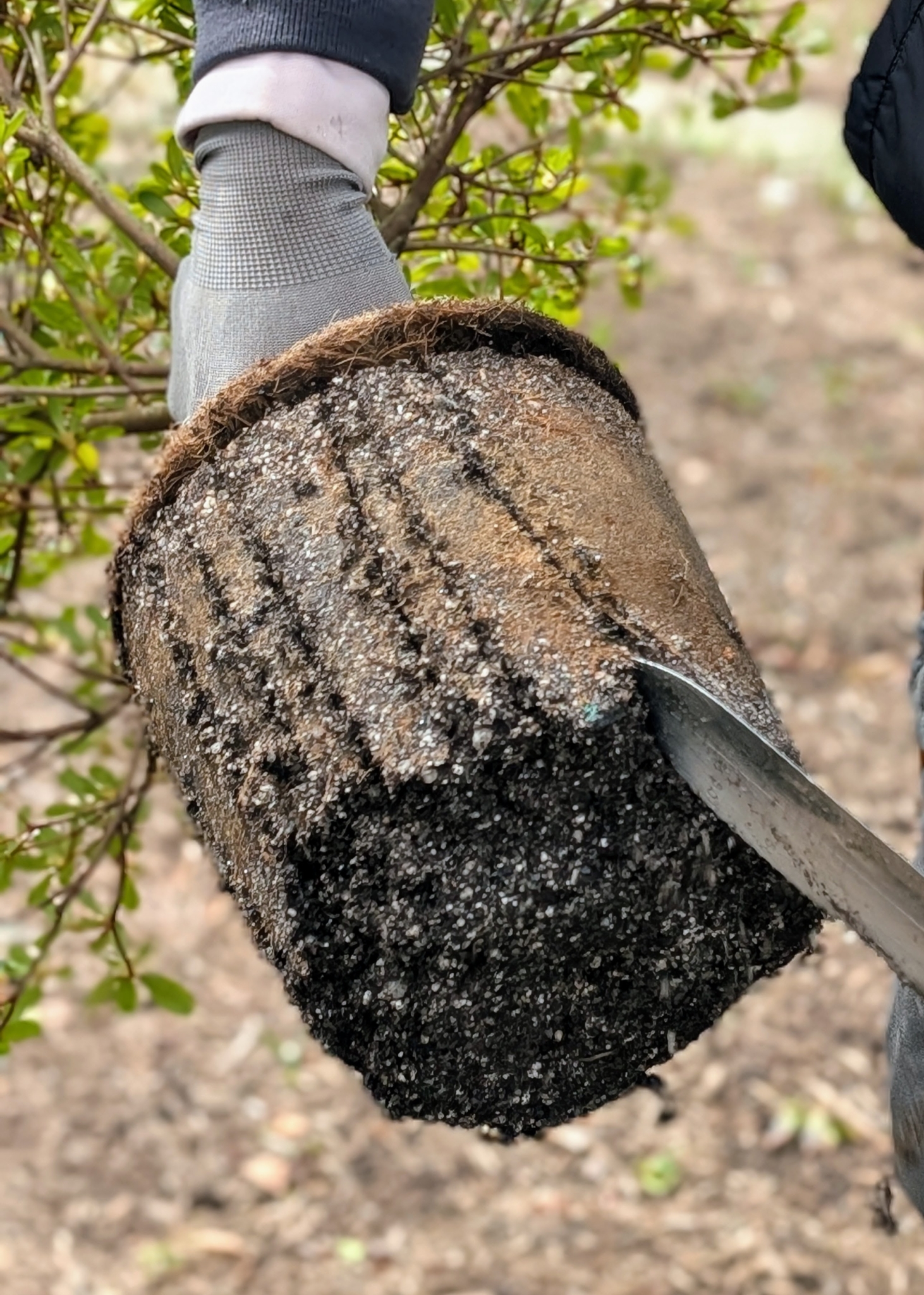 Planting Azaleas - The Martha Stewart Blog