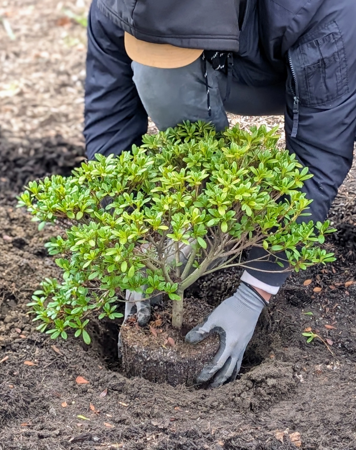 Planting Azaleas - The Martha Stewart Blog