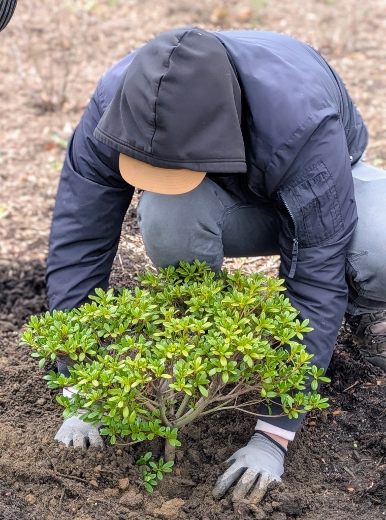 Planting Azaleas - The Martha Stewart Blog