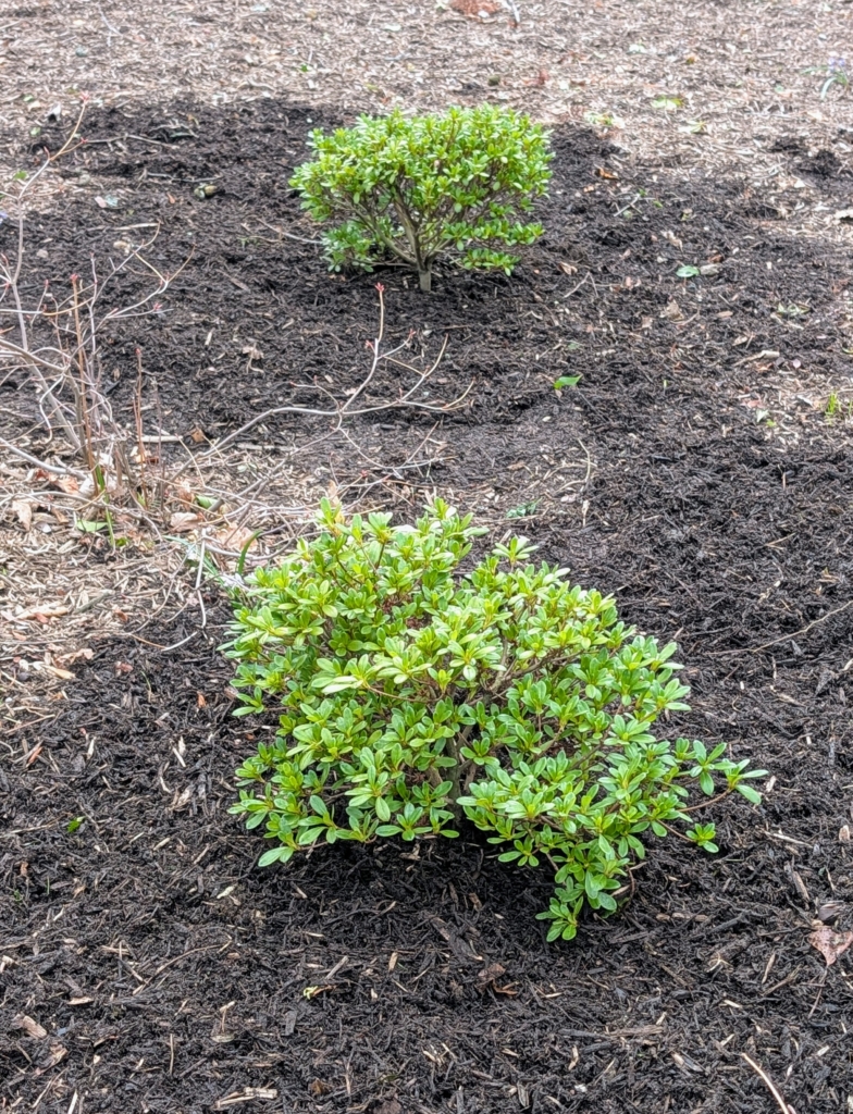 Planting Azaleas - The Martha Stewart Blog