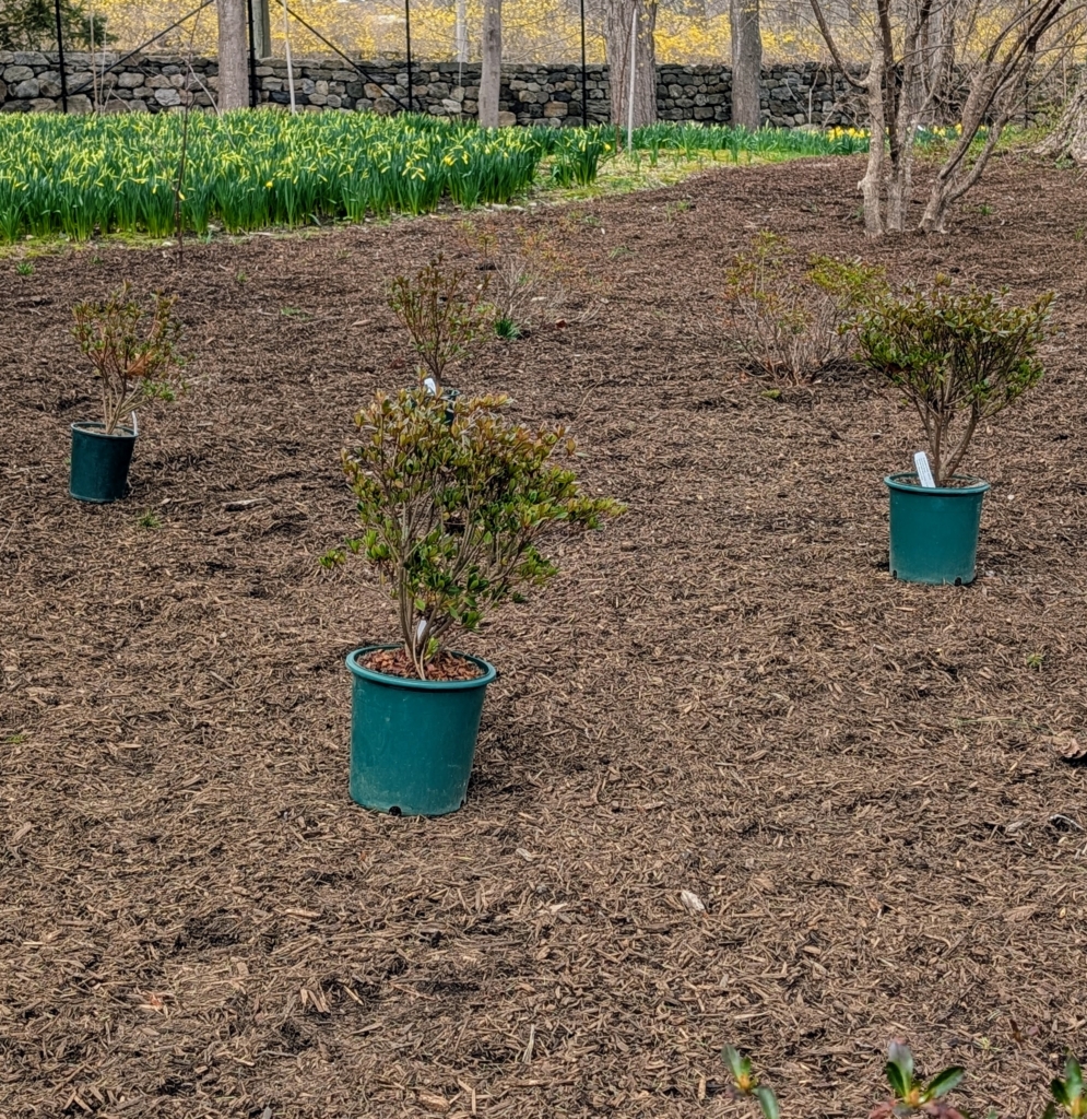 Planting Azaleas - The Martha Stewart Blog