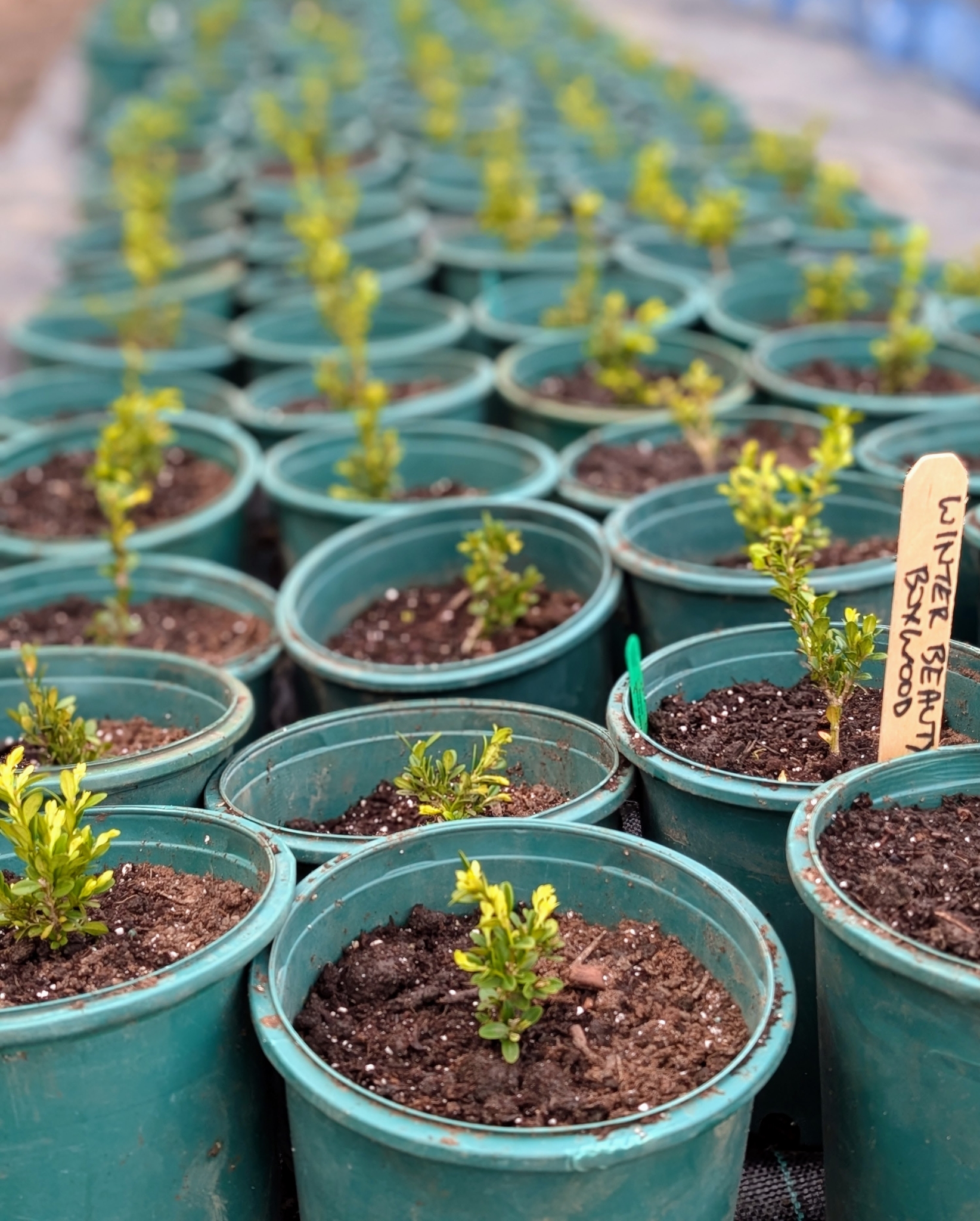 Hundreds of Potted Bare-Root Trees - The Martha Stewart Blog