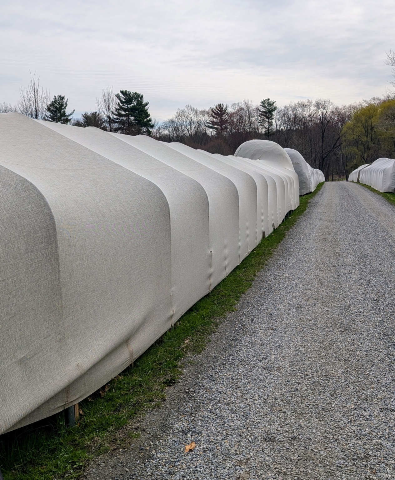 Removing Burlap Covers - The Martha Stewart Blog