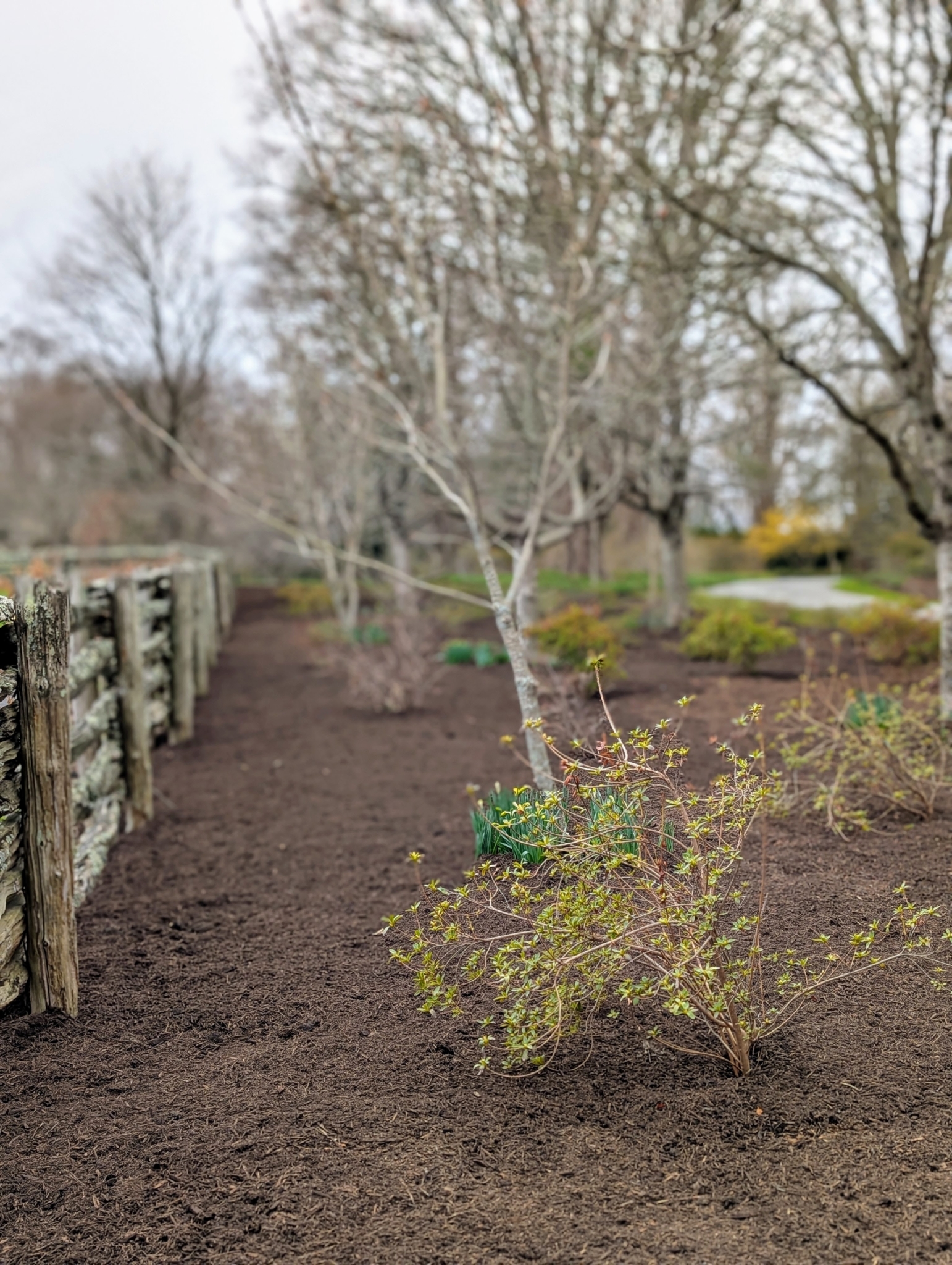Planting Azaleas - The Martha Stewart Blog